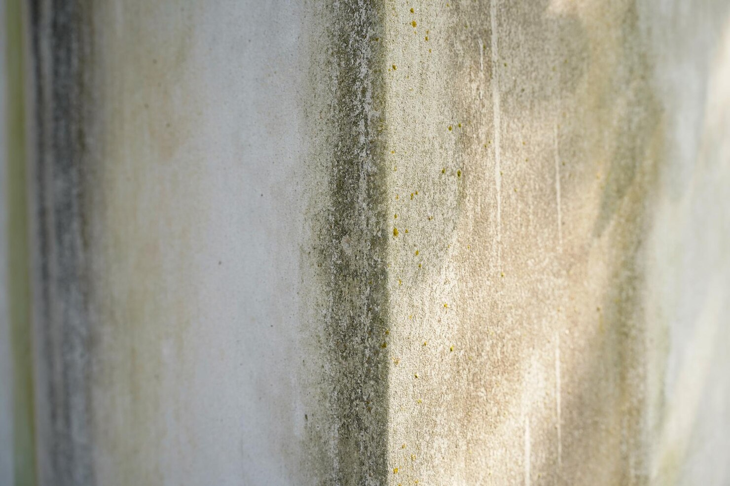 Mold Toxicity Symptoms: What Your Body May Be Telling You | The Healing ...